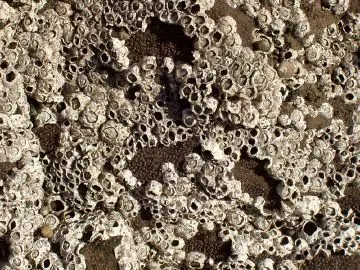 Barnacle - New World Encyclopedia