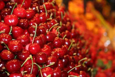Cherry - New World Encyclopedia