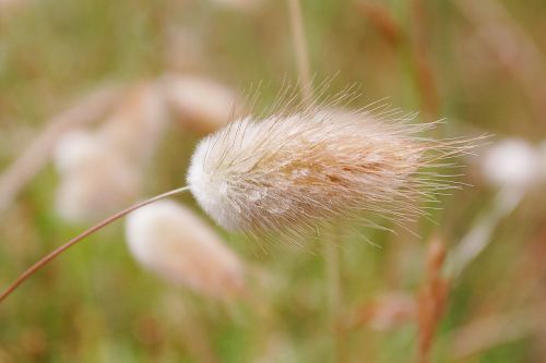 Grass - New World Encyclopedia