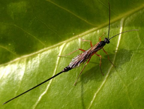 Ichneumonidae - New World Encyclopedia