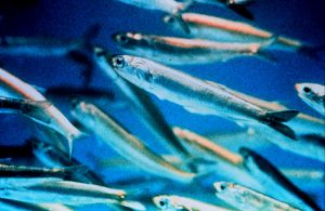 Anchovy - New World Encyclopedia