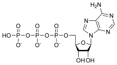 Ribose - New World Encyclopedia