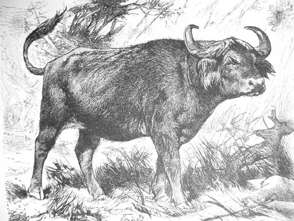 Buffalo - New World Encyclopedia