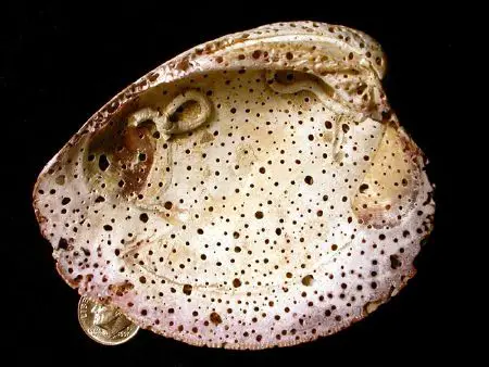 Exoskeleton - New World Encyclopedia