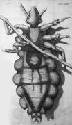 Louse - New World Encyclopedia