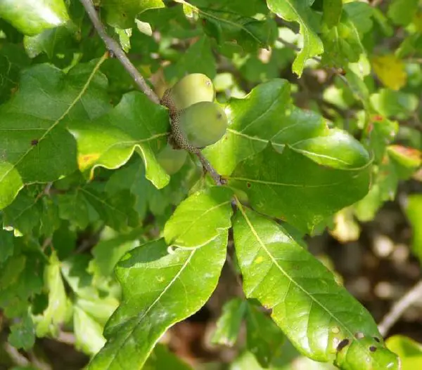 Oak - New World Encyclopedia