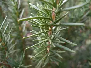 Rosemary - New World Encyclopedia