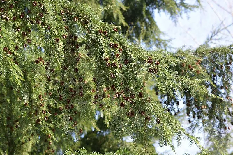 Hemlock - New World Encyclopedia