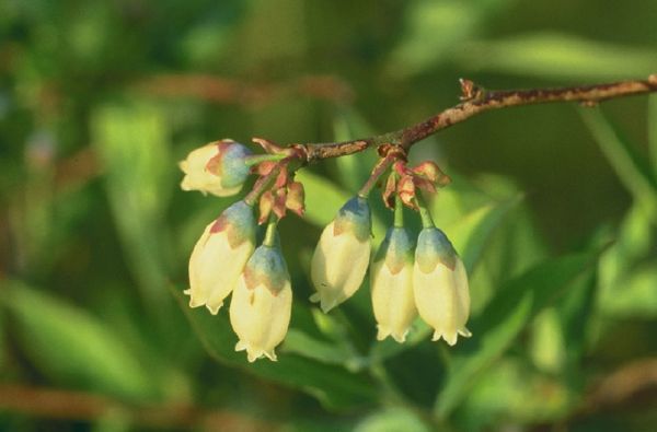 Blueberry - New World Encyclopedia