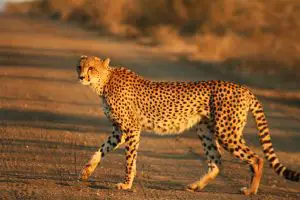 Cheetah - New World Encyclopedia