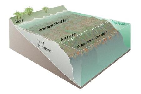 Coral reef - New World Encyclopedia