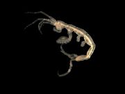 Amphipod - New World Encyclopedia