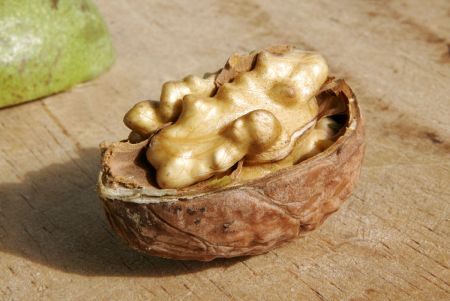 Walnut - New World Encyclopedia