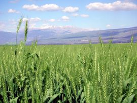 Wheat - New World Encyclopedia