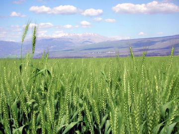 Wheat - New World Encyclopedia