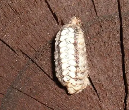 Mantodea - New World Encyclopedia