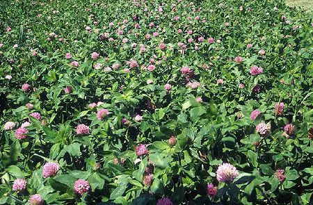 Clover - New World Encyclopedia