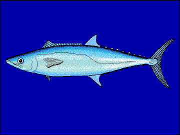 Mackerel - New World Encyclopedia