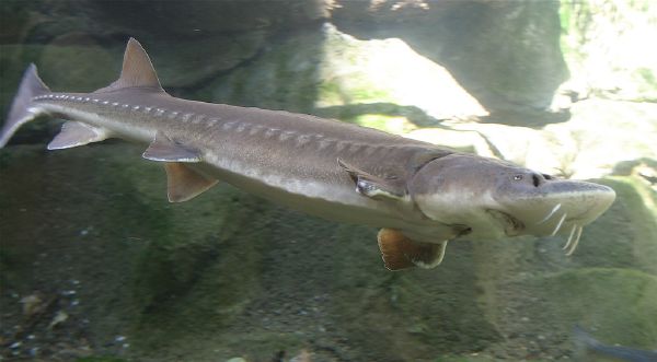 Sturgeon - New World Encyclopedia