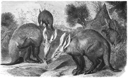 Aardvark - New World Encyclopedia