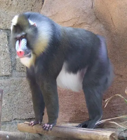 Mandrill - New World Encyclopedia