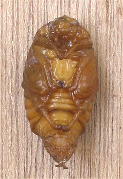 Pupa - New World Encyclopedia