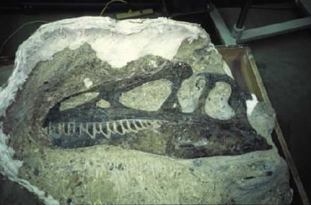 Allosaurus - New World Encyclopedia