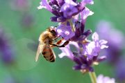 Bee - New World Encyclopedia