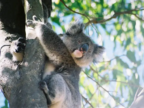 Koala - New World Encyclopedia