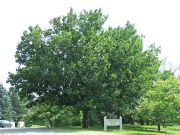 Oak - New World Encyclopedia