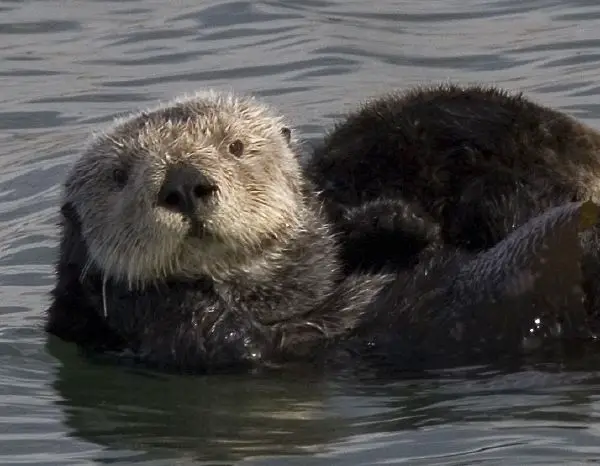 Marine mammal - New World Encyclopedia