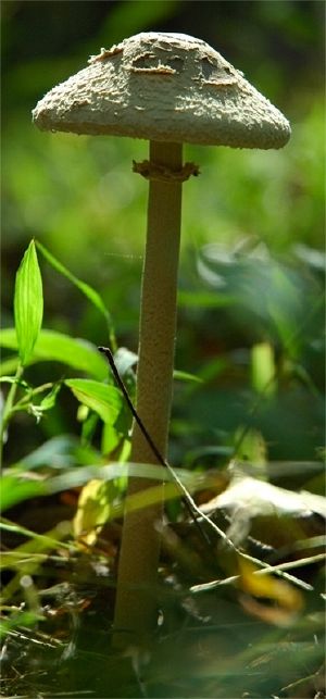 Mushroom - New World Encyclopedia