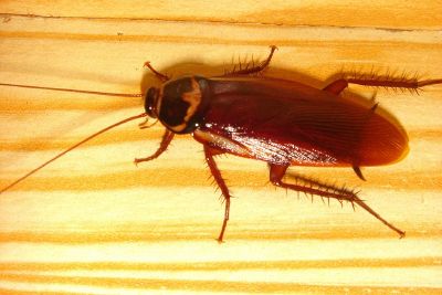 Cockroach - New World Encyclopedia