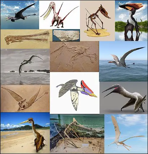 Pterosaur - New World Encyclopedia