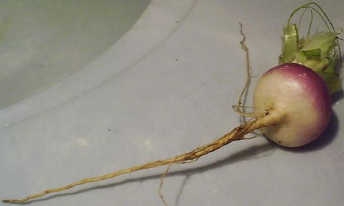 Turnip - New World Encyclopedia