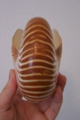 Nautilus - New World Encyclopedia