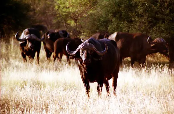 Buffalo - New World Encyclopedia
