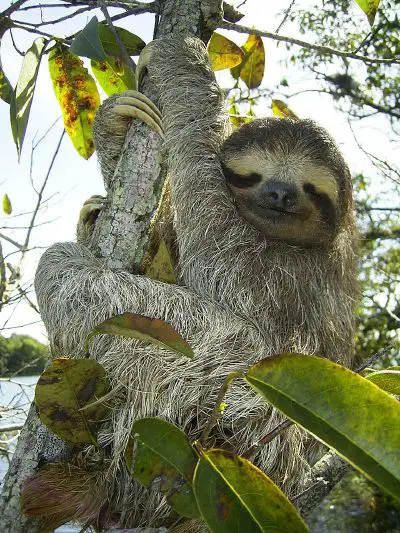 Sloth - New World Encyclopedia