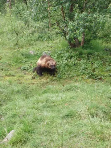 Wolverine - New World Encyclopedia