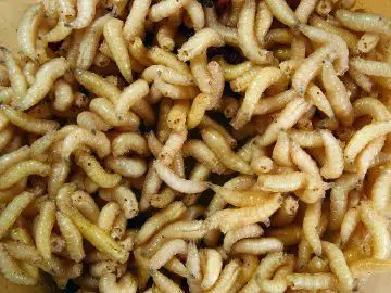 Maggot - New World Encyclopedia