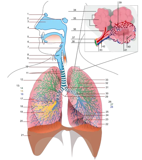 Bronchus - New World Encyclopedia