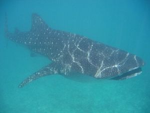 Whale shark - New World Encyclopedia