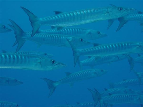 Barracuda - New World Encyclopedia