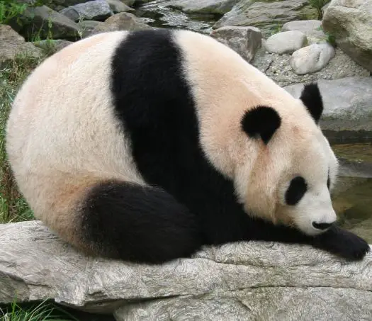 Panda - New World Encyclopedia