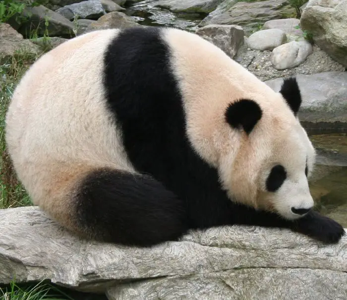 Panda - New World Encyclopedia