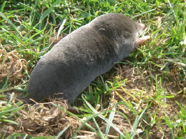 Mole (animal) - New World Encyclopedia