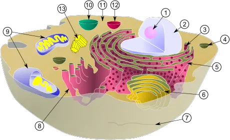 Organelle - New World Encyclopedia