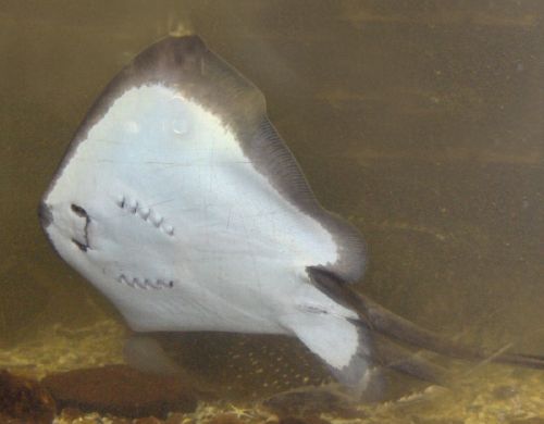 Stingray - New World Encyclopedia