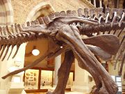 Dinosaur - New World Encyclopedia