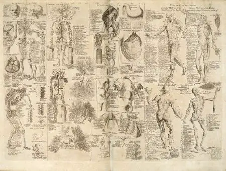 Anatomy - New World Encyclopedia